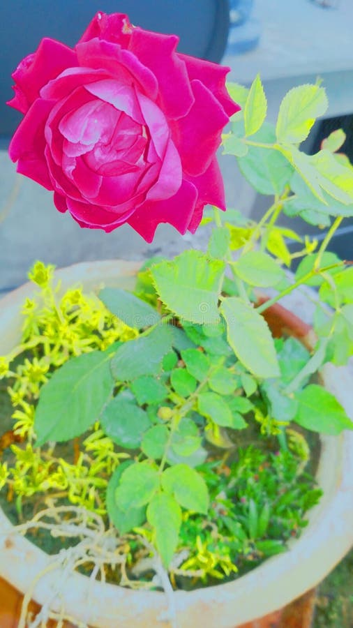 A Single Rose Blooming with Greenery Stock Image - Image of single ...