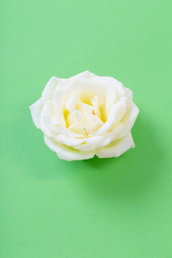 Single Rose on Color Paper Background Stock Image - Image of colorful ...