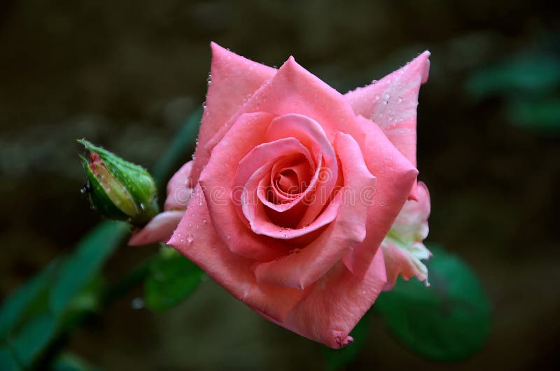 A Single Rose with Dew on the Petals, Taken at Night Stock Image ...