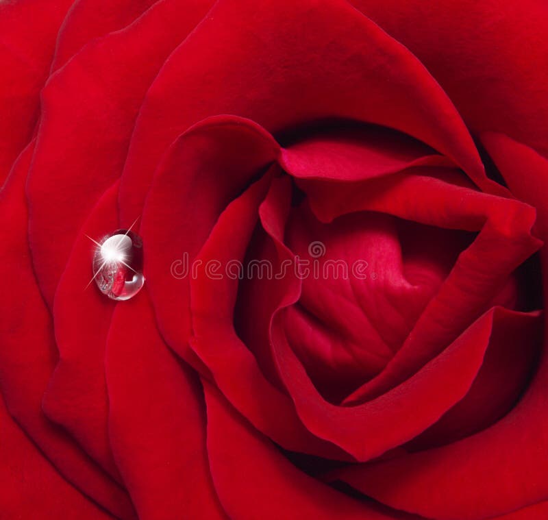 Single Red Rose Flower with Leaf Stock Image - Image of nature ...