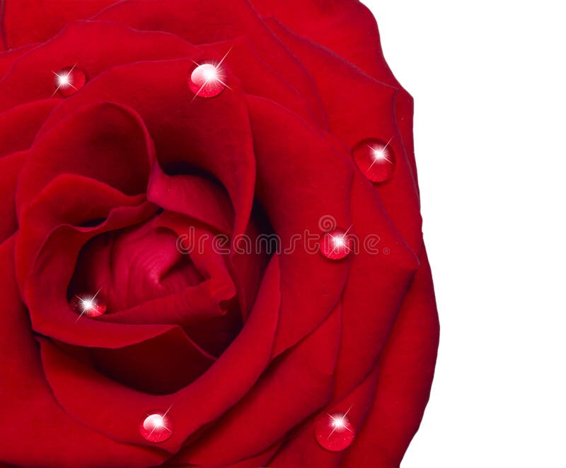 Single Red Rose Flower with Leaf Stock Image - Image of nature ...