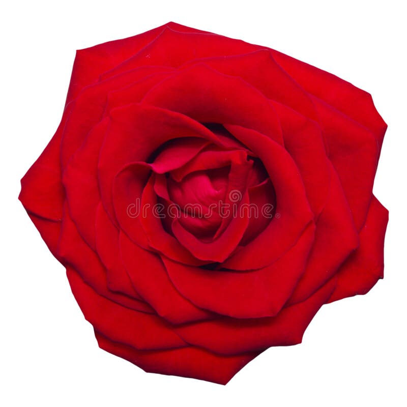 Single Red Rose Flower with Leaf Stock Image - Image of nature ...