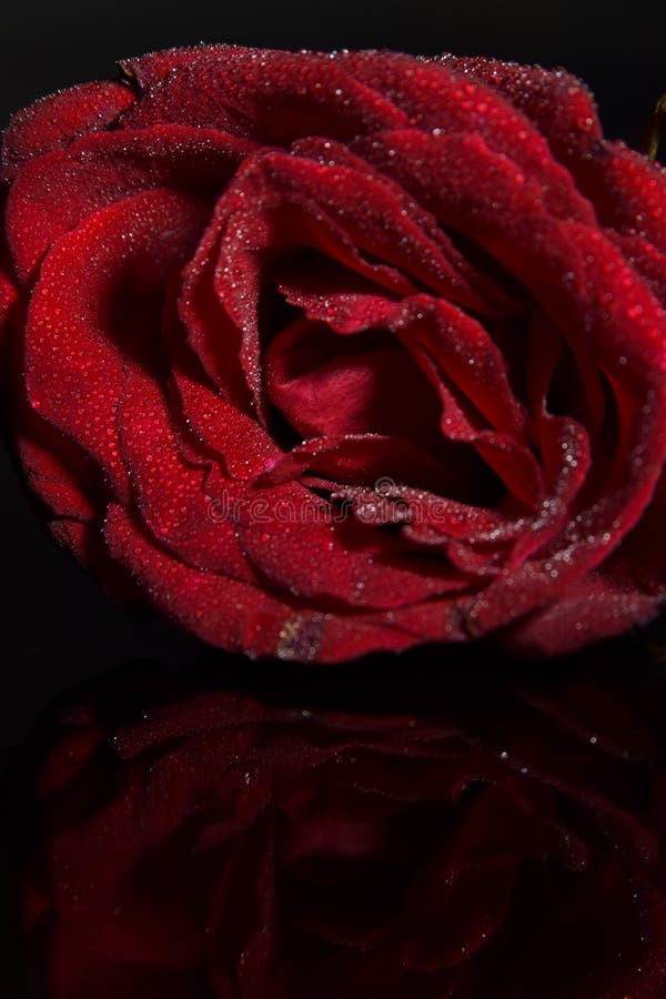 Single Rose Flower with Dew in the Desk Stock Photo - Image of aroma ...