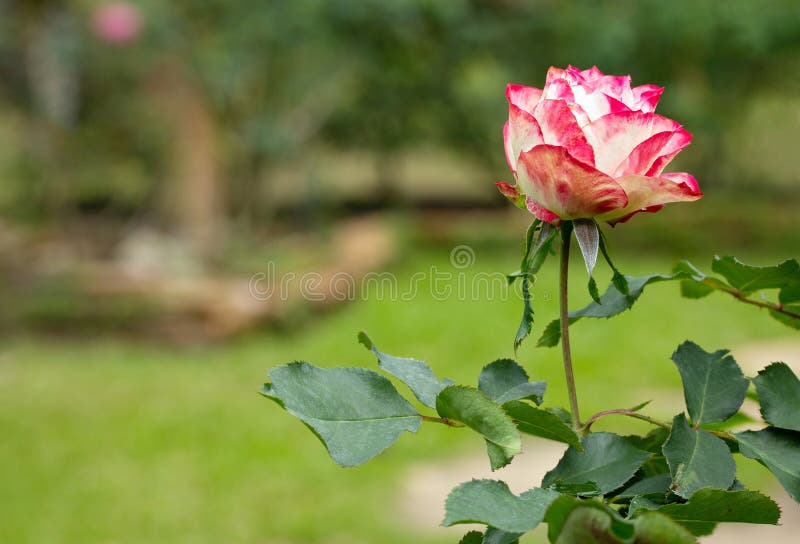 Single Rose Flower in Garden Stock Photo - Image of decorative, leaf ...