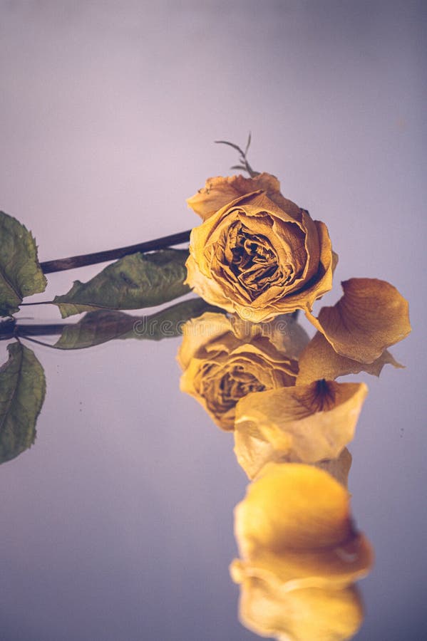 Single Rose Flower with Reflection Stock Image - Image of floral, bloom ...