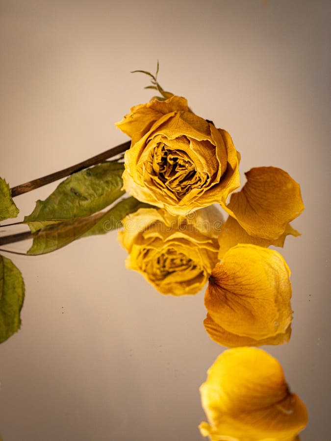 Single Rose Flower with Reflection Stock Photo - Image of dried ...