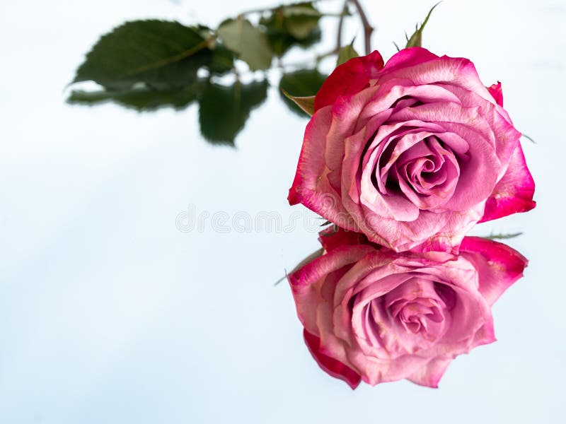 Single Rose Flower with Reflection Stock Photo - Image of closeup ...