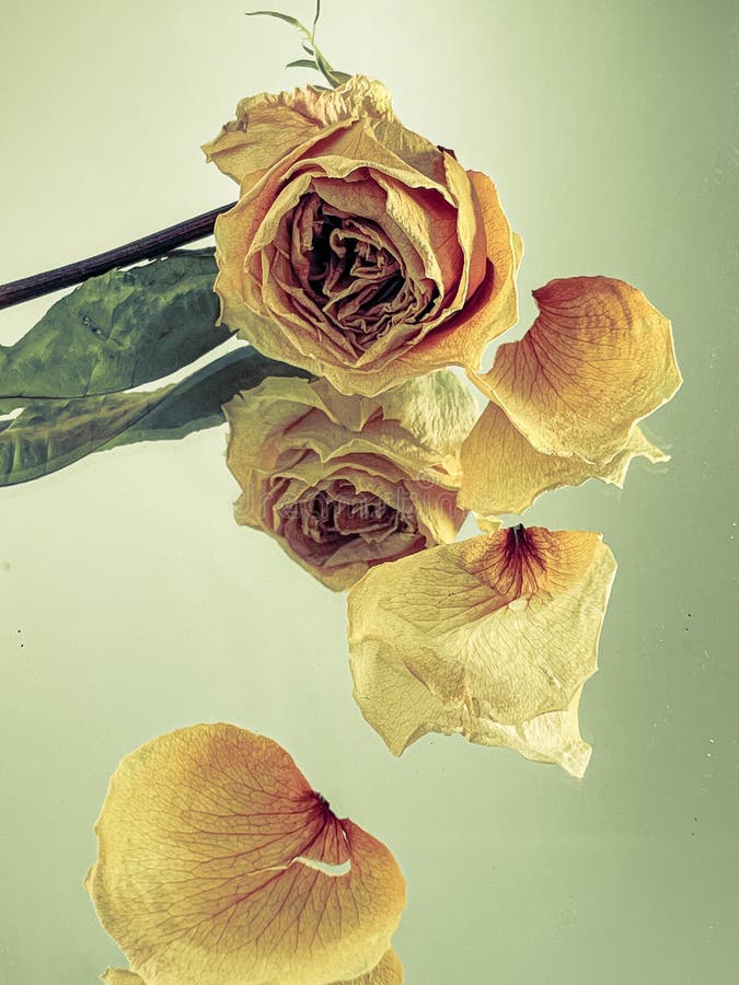 Single Rose Flower with Reflection Stock Image - Image of floral ...