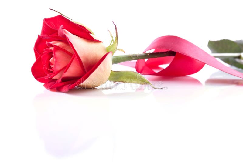 1,160 Single Red Rose Ribbon Photos - Free & Royalty-Free Stock Photos ...