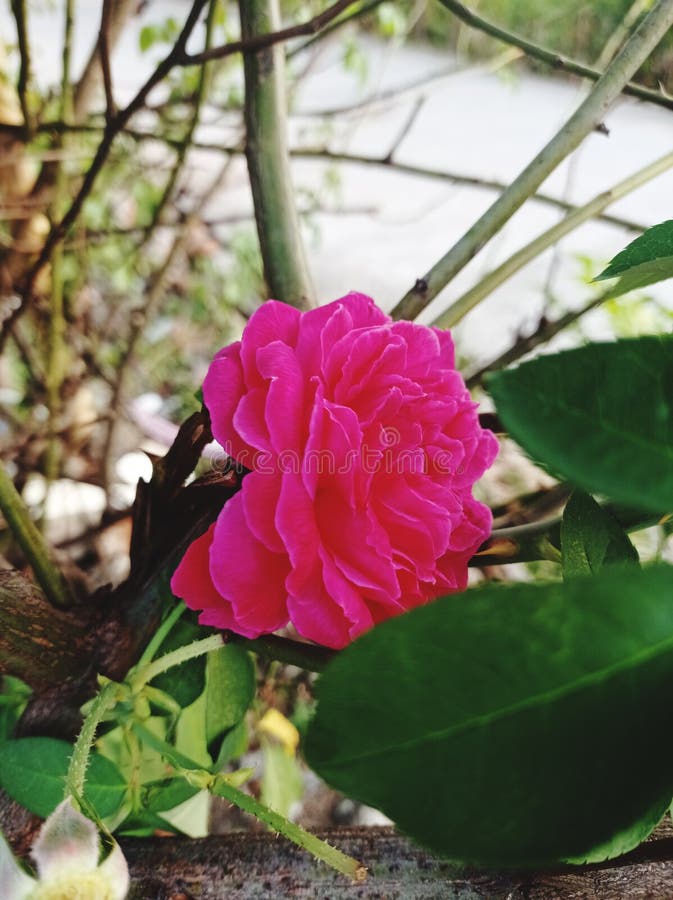 Single rose flower in tree stock image. Image of petal - 224373451