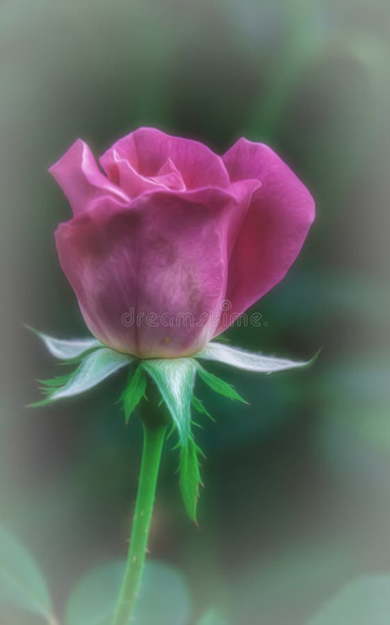 Single Rose Against Bokeh Background Stock Photo - Image of bokeh ...