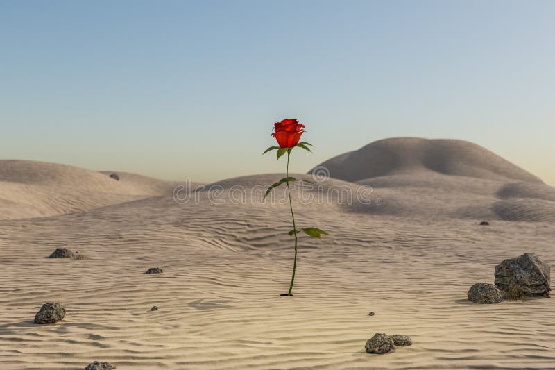 Single Rose Growing in Desert Environment Arid Dry Concept 3D ...