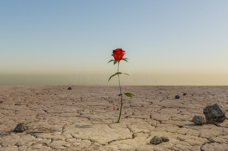 Single Rose Growing in Desert Environment Arid Dry Concept 3D ...