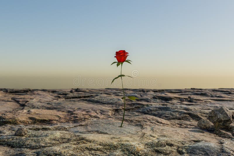 Single Rose Growing in Desert Environment Arid Dry Concept 3D ...