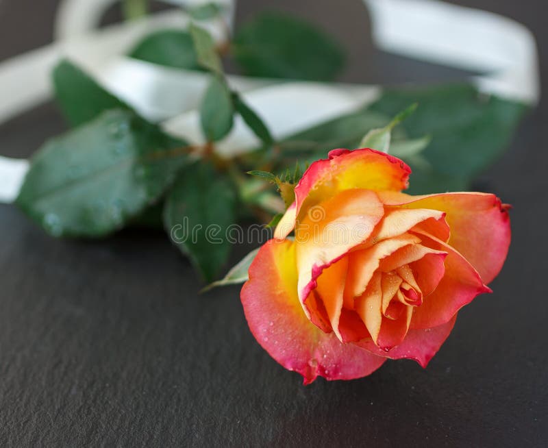Single Rose Horizontally with Ribbon Stock Photo - Image of white ...