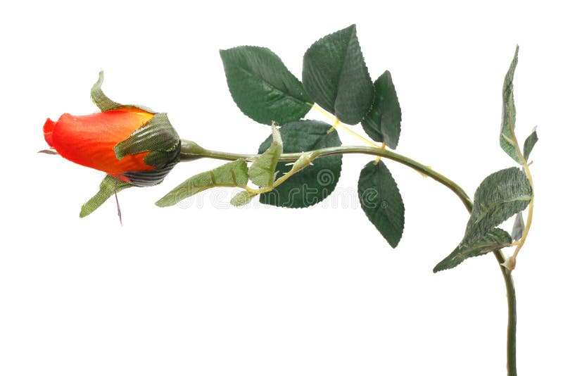 Single rose isolated stock image. Image of holiday, beauty - 5124167