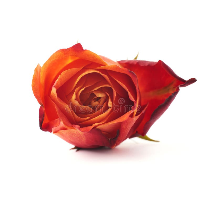 Single Rose Isolated Lying Over the White Surface Stock Photo - Image ...