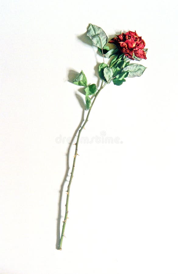 Single Rose Isolated Unicolor Background Stock Photos - Free & Royalty ...