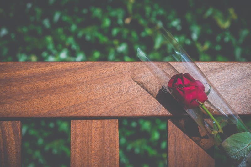 Single Bereavement Rose stock image. Image of dying - 112357693
