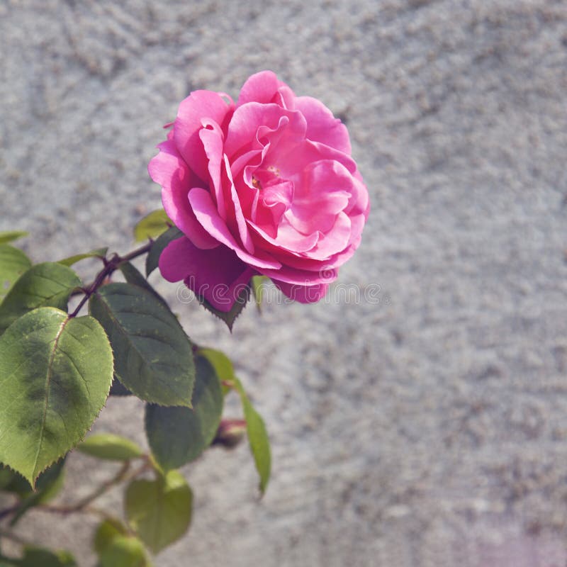 Single rose stock photo. Image of instagram, beautiful - 42137944