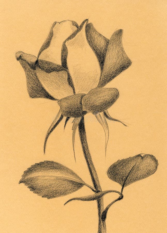 A single rose stock illustration. Illustration of draw - 31101548