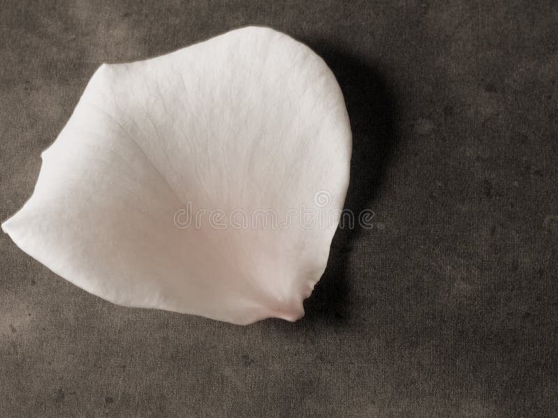 Single rose petal stock photo. Image of delicate, single - 103450
