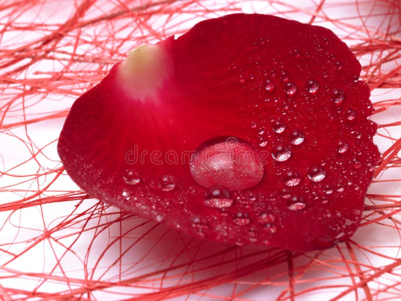 Single rose petal stock photo. Image of presents, engagement - 8145600