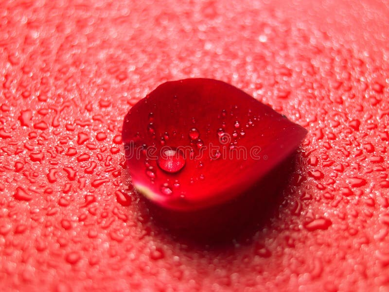 Single rose petal stock image. Image of softness, aromatherapy - 8963159