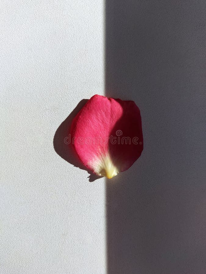 A Single Rose Petal on a Light Background with a Sharp Shadow ...