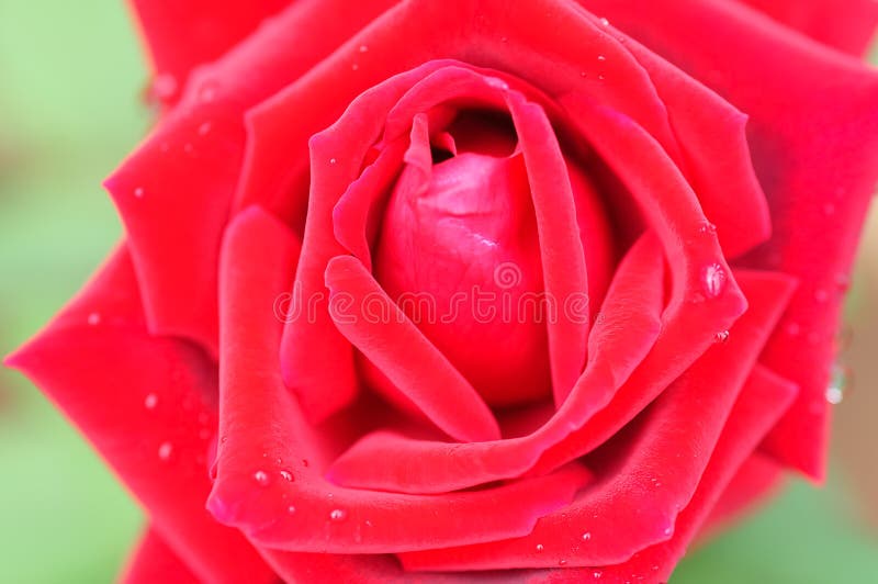 A single rose stock photo. Image of rose, macro, isolated - 76045130