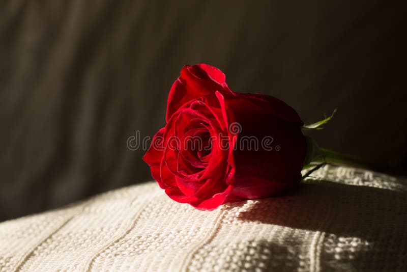 A Single Rose Representing the Sad Situation of a Family Member Passing ...