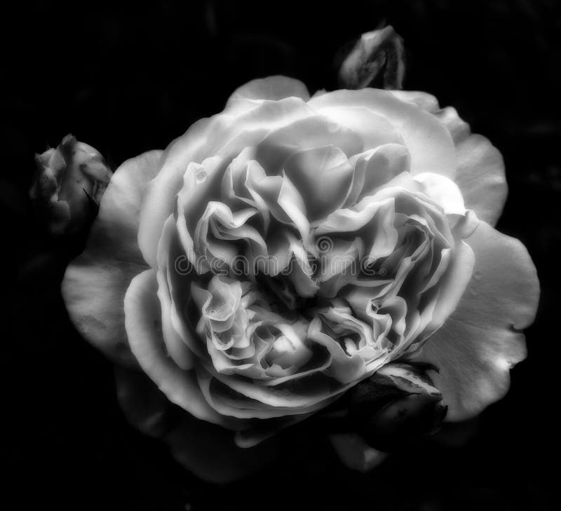 Single rose in shadow stock photo. Image of design, close - 89412230