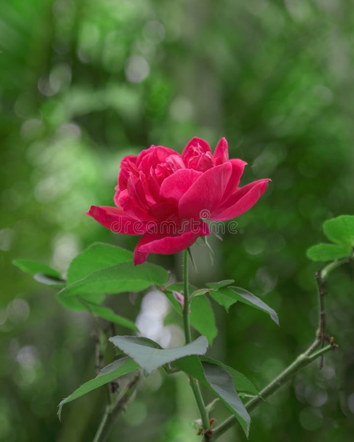 Single Rose Side View stock image. Image of bloom, plant - 136350703