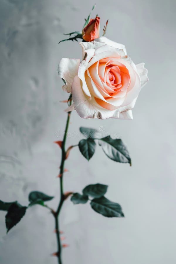 A Red Rose Sticking Out of a Back Pocket of a Denim Stock Photo - Image ...