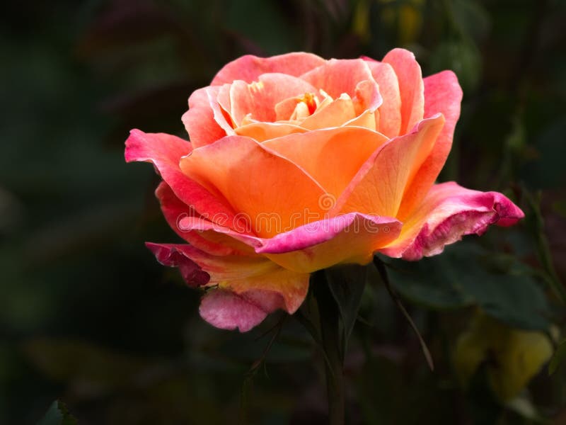 Single Rose on a Stem, Growing on a Flowerbed Stock Image - Image of ...