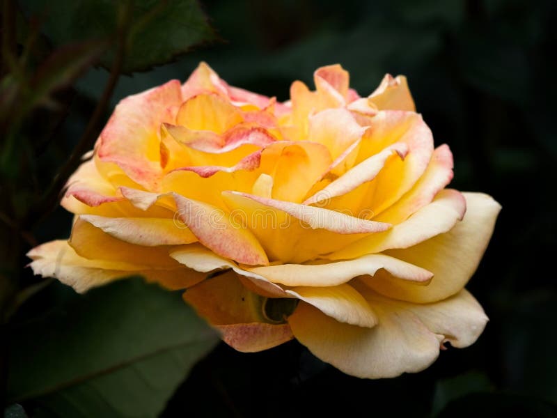 Single Rose on a Stem, Growing on a Flowerbed Stock Image - Image of ...