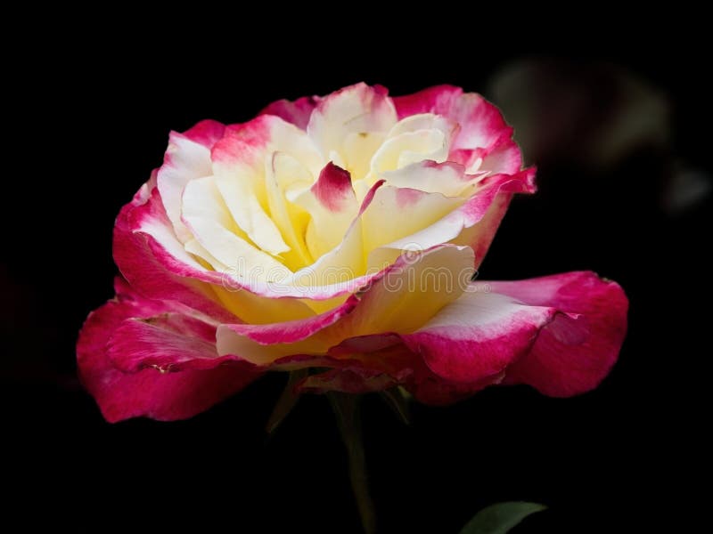 Single Rose on a Stem, Growing on a Flowerbed Stock Image - Image of ...