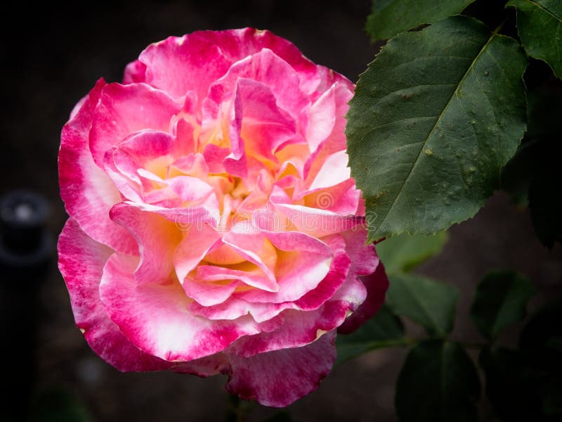 Single Rose on a Stem, Growing on a Flowerbed Stock Photo - Image of ...