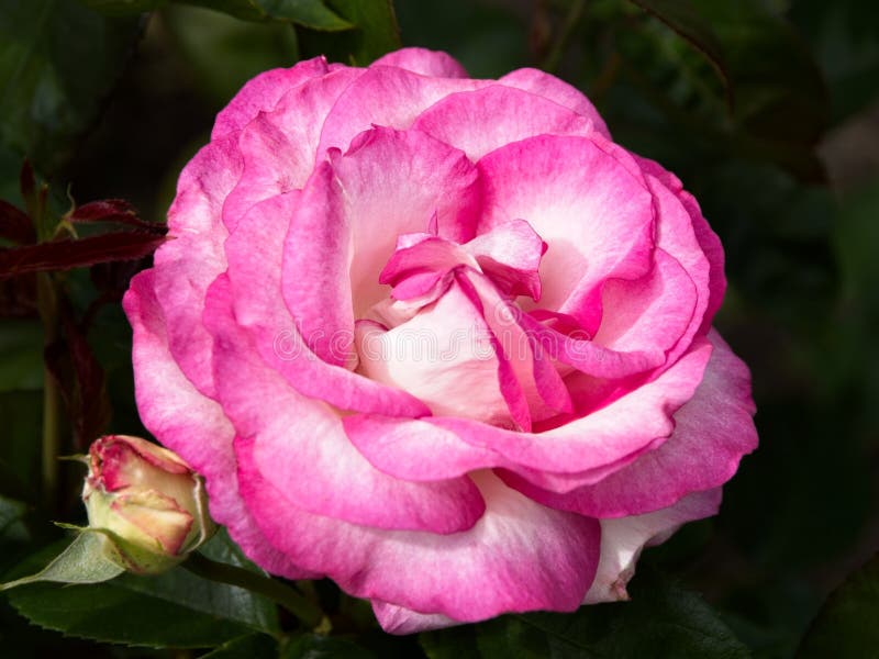 Single Rose on a Stem, Growing on a Flowerbed Stock Image - Image of ...