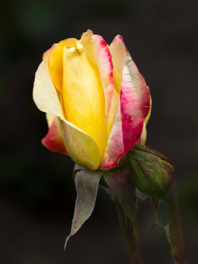 Single Rose on a Stem, Growing on a Flowerbed Stock Image - Image of ...