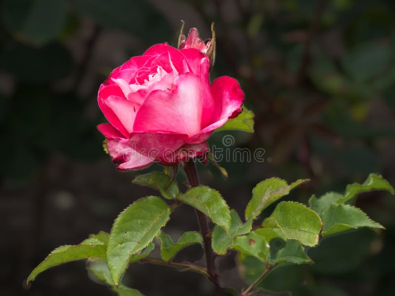 Single Rose on a Stem, Growing on a Flowerbed Stock Image - Image of ...