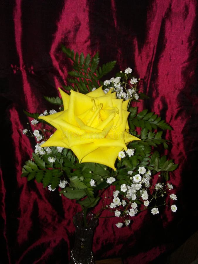 Single Rose stock photo. Image of gift, rose, dear, flower - 120693318