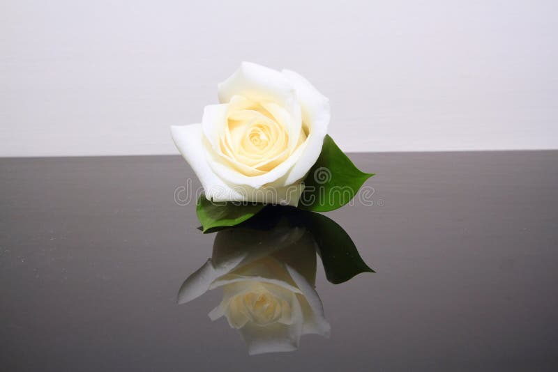 Single Rose Reflecting on a Black Table Stock Image - Image of botany ...