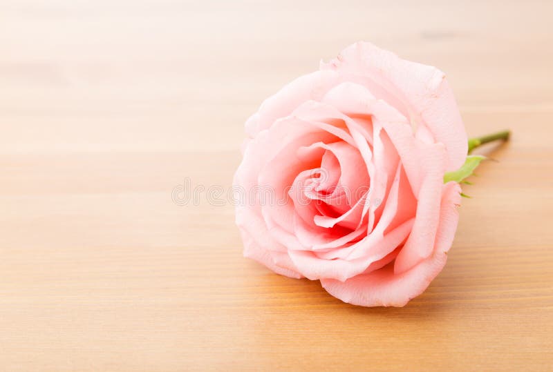 Single rose on table stock photo. Image of macro, fragility - 37011728
