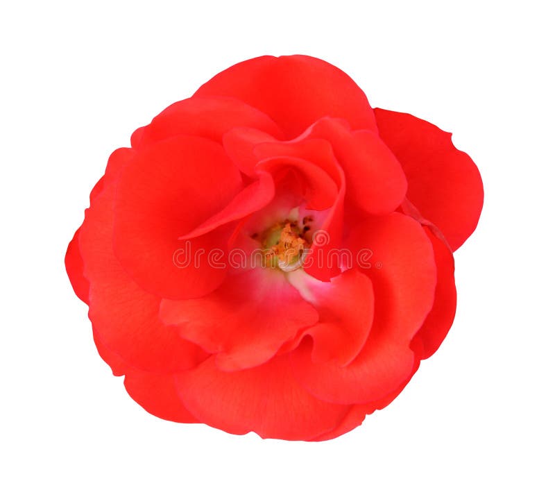 Single rose stock image. Image of bloom, petal, small - 32391229
