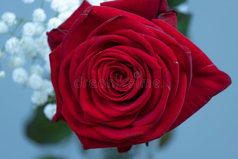 A single rose stock photo. Image of petal, flower, single - 269444590