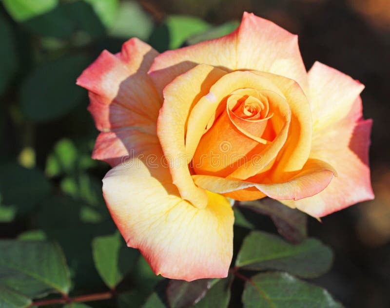 Single Rose Tropical Sunset Stock Photo - Image of flora, petals: 61788112