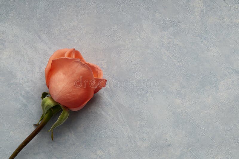Single Rose for Valentine Gift Stock Image - Image of card, closeup ...
