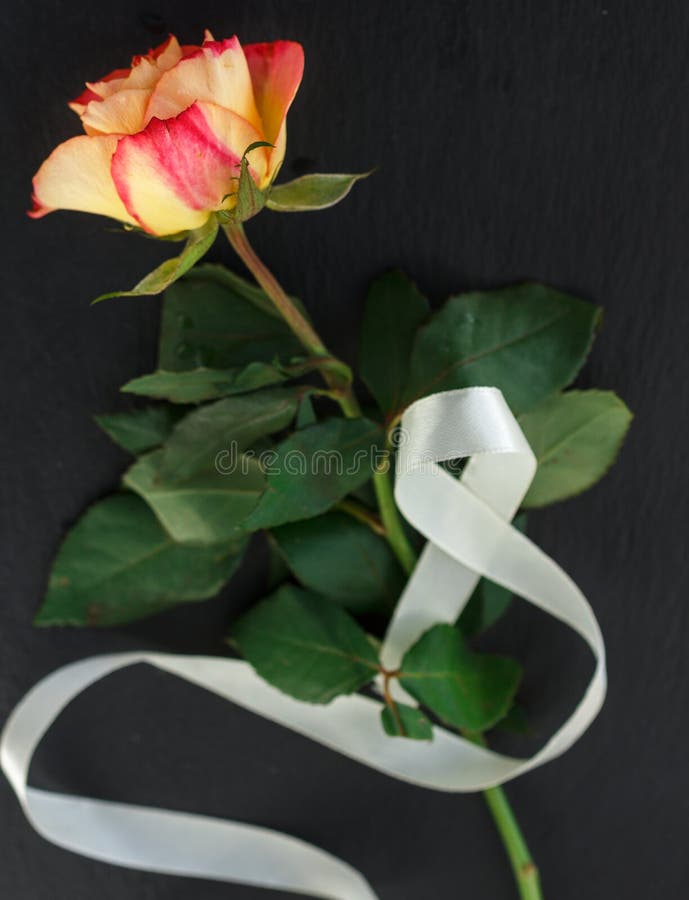 Single Rose Vertically with Ribbon Stock Image - Image of vertically ...