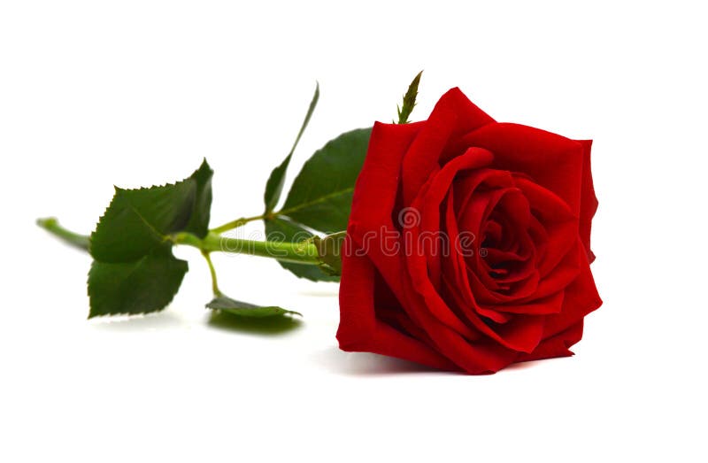 Single Red Rose Flower with Leaf Stock Image - Image of nature ...